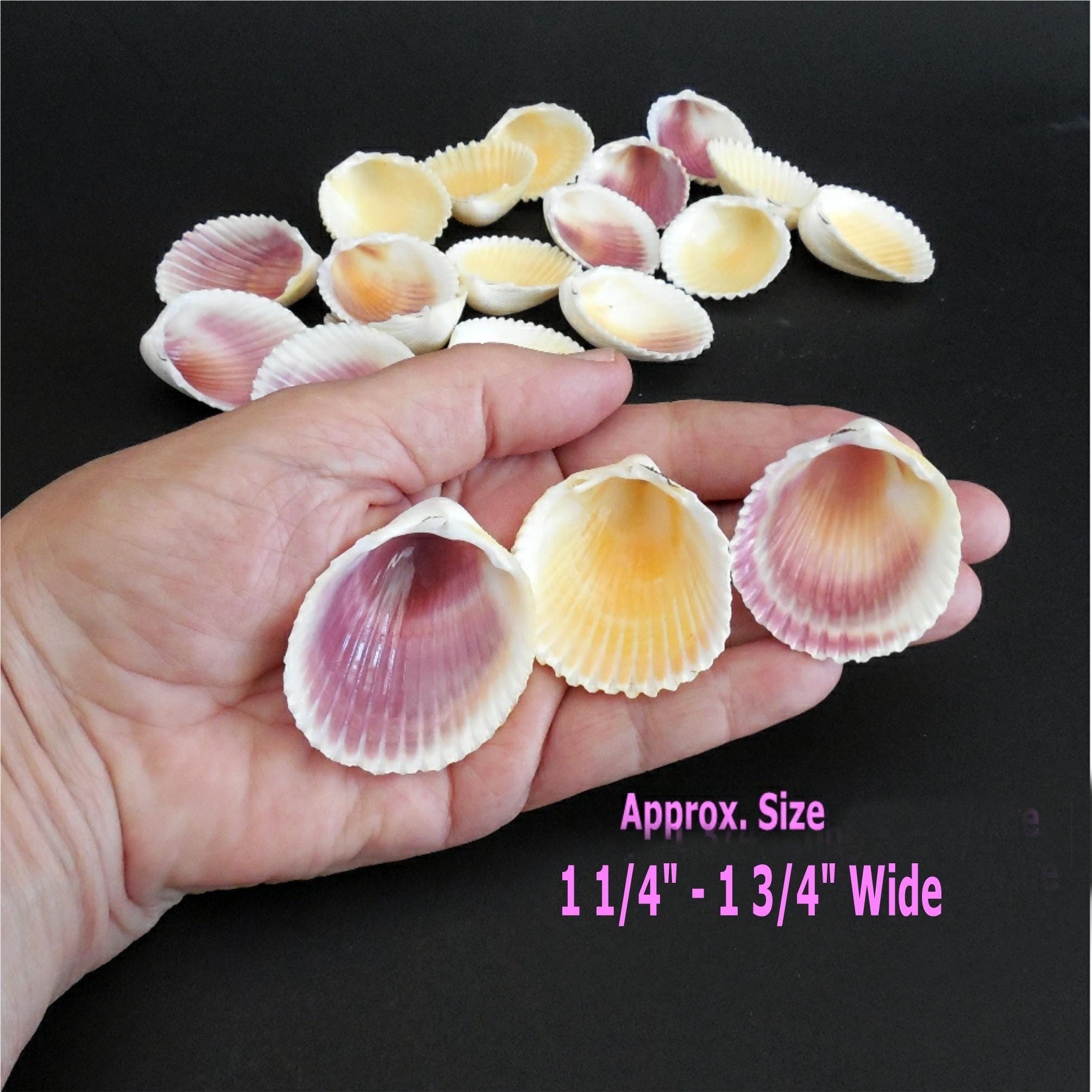 Florida Prickly Cockle Clam Shells 20 Pcs. - Etsy