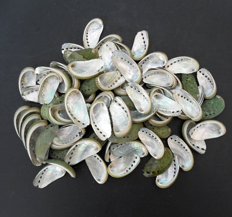 Wholesale Small Abalone Shells 1 1/4 1 3/4 In Bulk Baby - Etsy