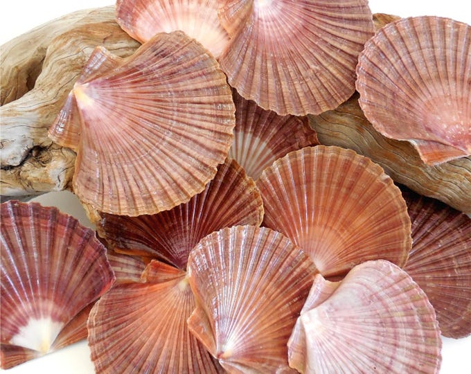 Mexican Flats Seashells 10 Pcs 3 - 3 1/2" Scallop Shells W Shiny Finish ...