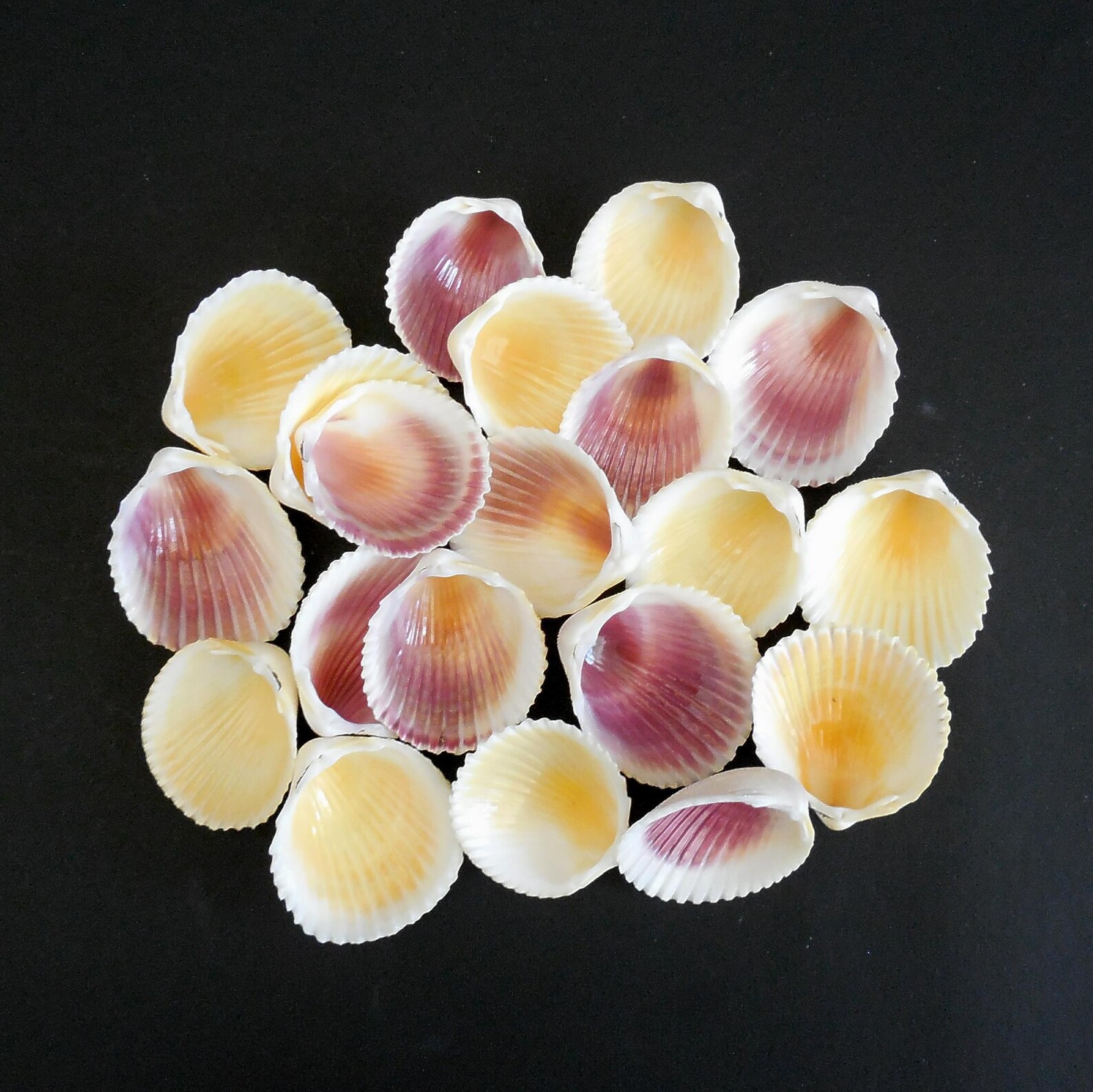 Florida Prickly Cockle Clam Shells 20 Pcs. - Etsy