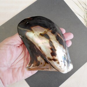 Large Brown Lip Oyster Shell Polished Seashell Beach Decor Craft ...