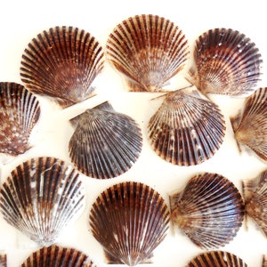 Brown Scallop Shells 20 Pcs Sanibel Florida Seashells for - Etsy