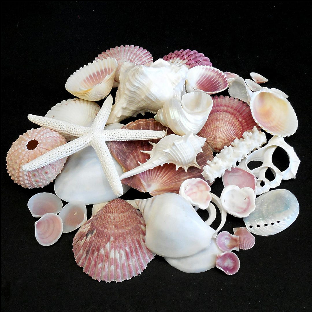 Seashell Mix 1/2 Lb. Assorted Small - Medium Pink White Shell Variety ...