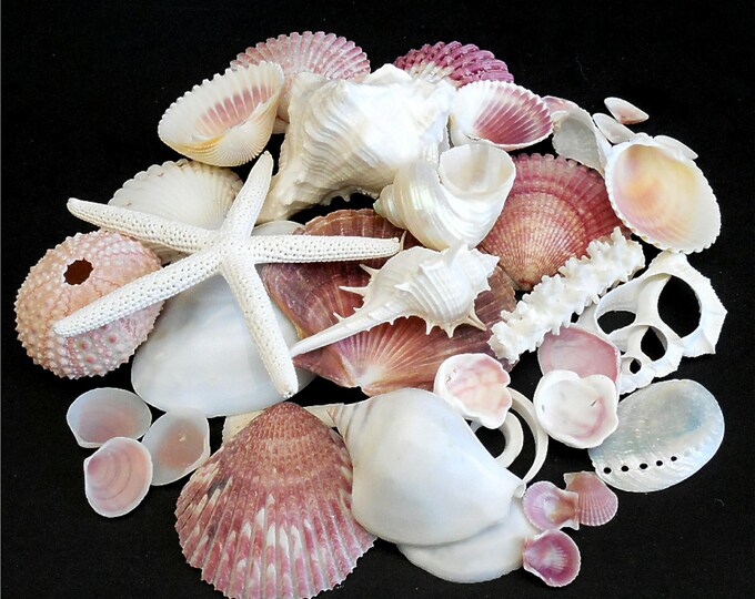 Pink Seashells 30 Pcs, Florida Sea Shell Collection, Beach Wedding ...