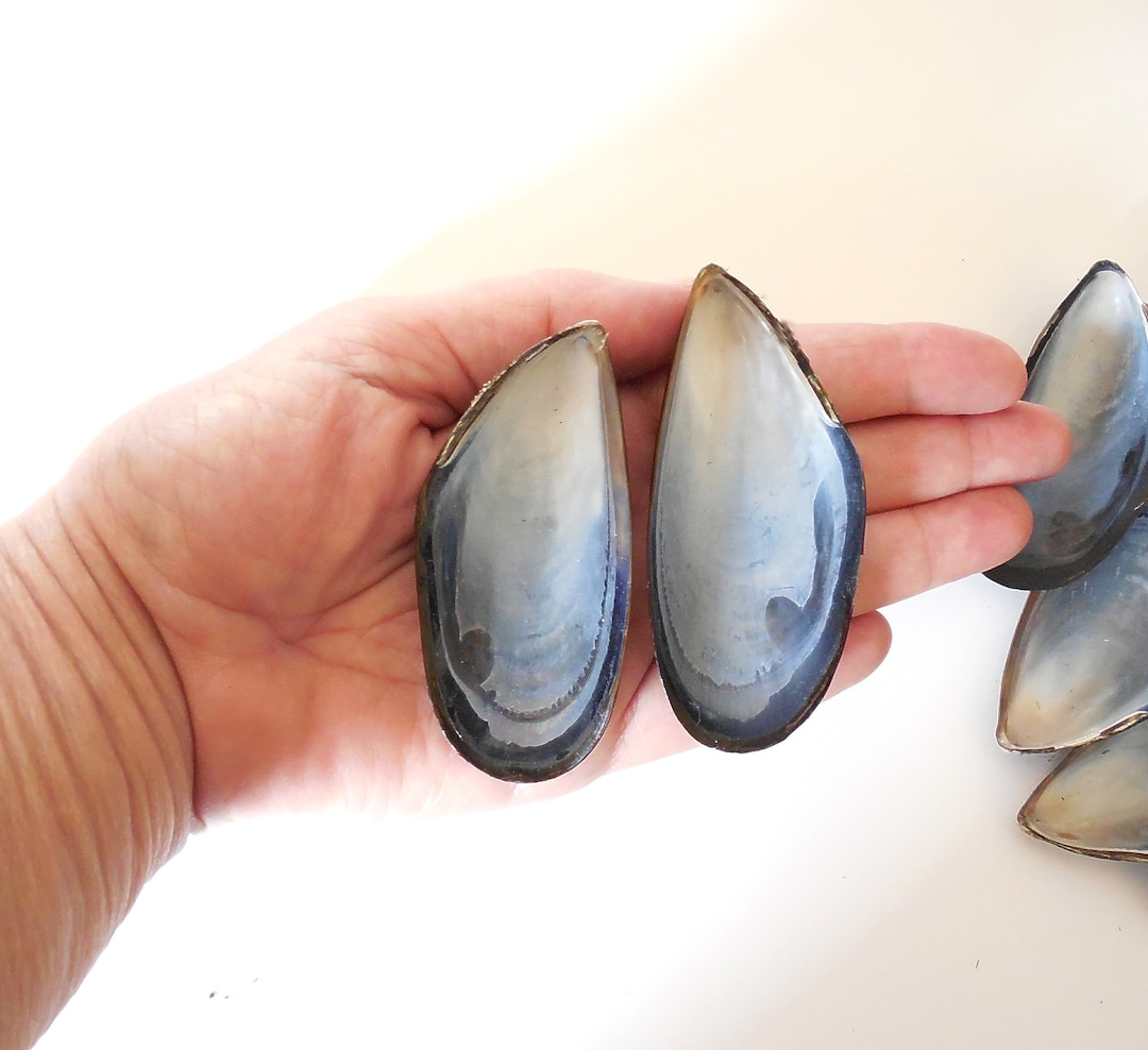 Large Mussel Shells 2 3/4 Inch to 3+ Inch 25 Pcs - Etsy