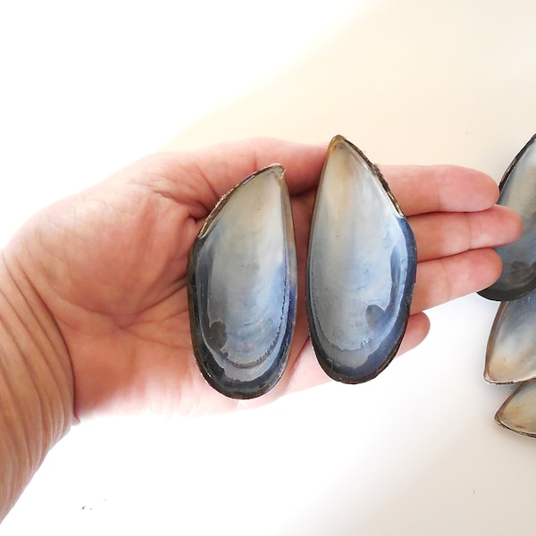 Mussel Shells - Etsy
