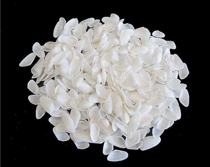 White Coquina Shells 200+ Pcs Under 1-inch Small for Seashell Flowers ...
