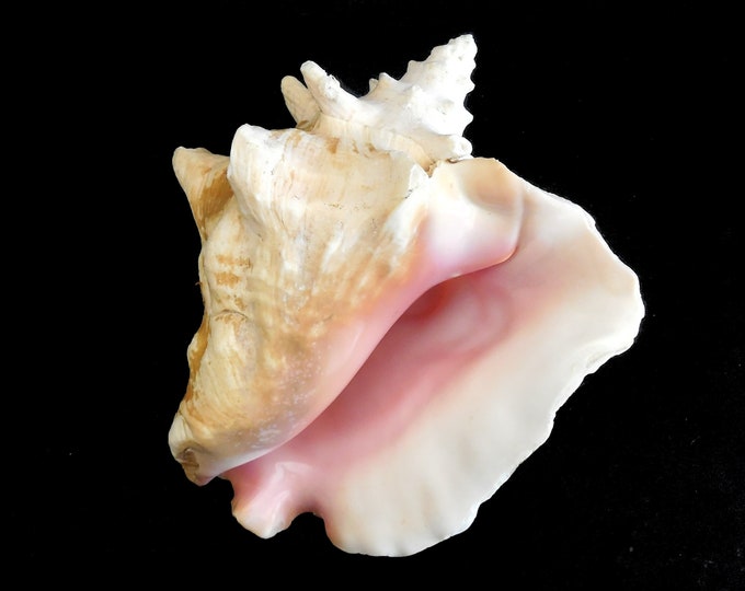 Large Conch Shell 7 1/2 Pink Queen Conch Seashell, Sea Shell Planter ...