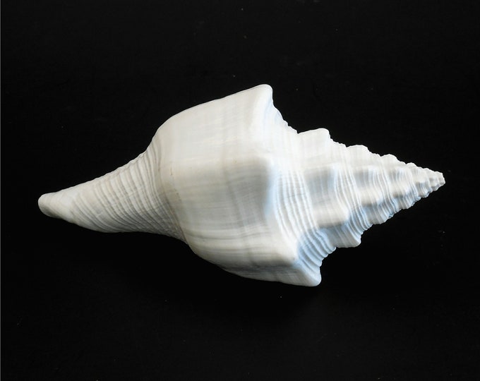 White Chank Seashell 7" Divine Conch Polished Shell Planter Coastal ...