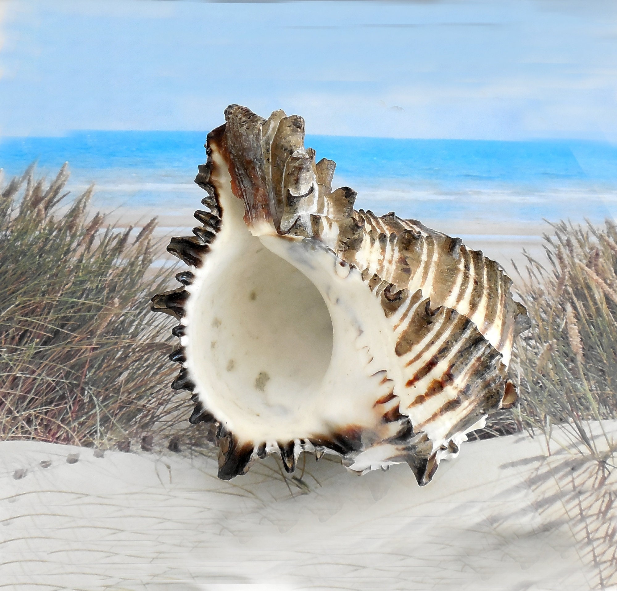 Large Radish Murex Conch Shell With Spikes 5 1/4"l Dark Brown Seashell ...