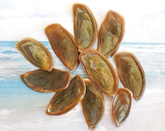 Operculum Shells | Etsy