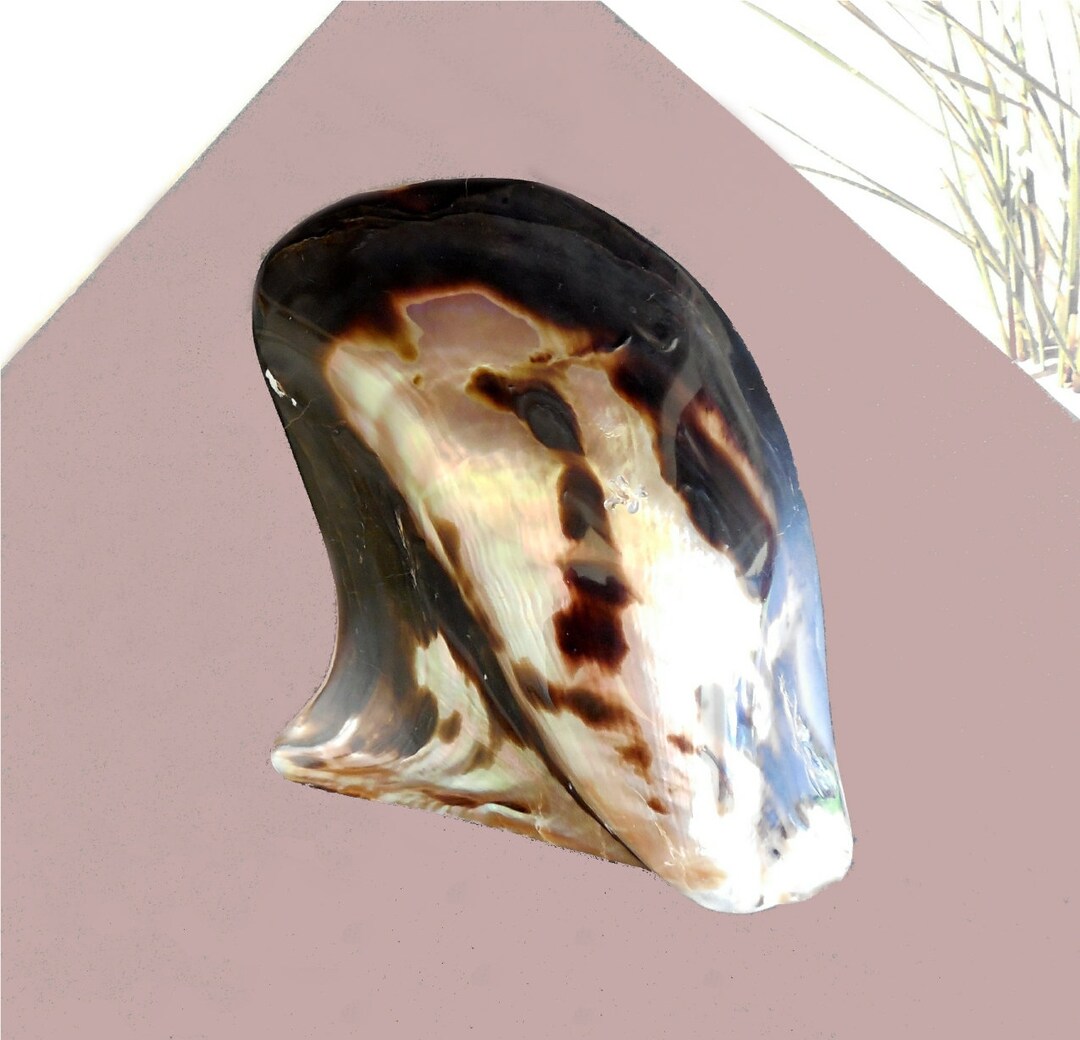 Large Brown Lip Oyster Shell Polished Seashell Beach Decor Craft ...