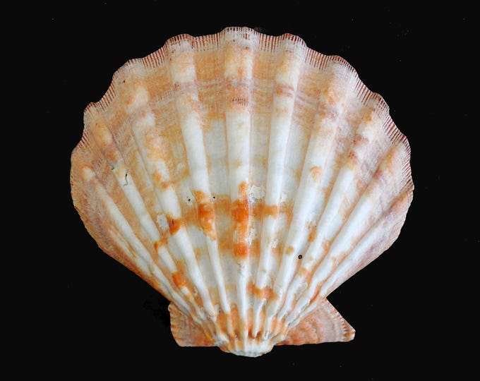 Large Orange Lions Paw Scallop 5 1/2" Seashell Coastal Shell Arts ...