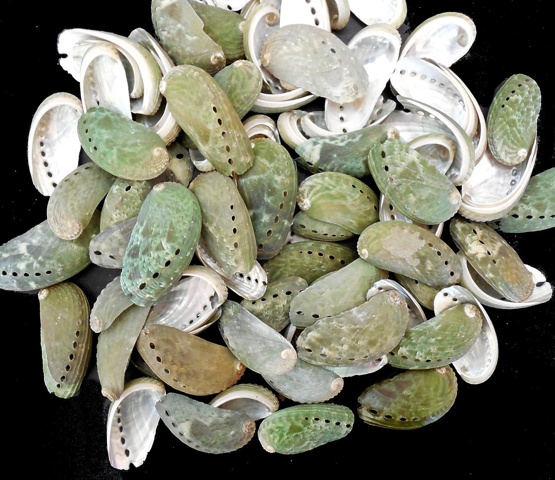 Wholesale Small Abalone Shells 1 1/4 1 3/4 In Bulk Baby - Etsy