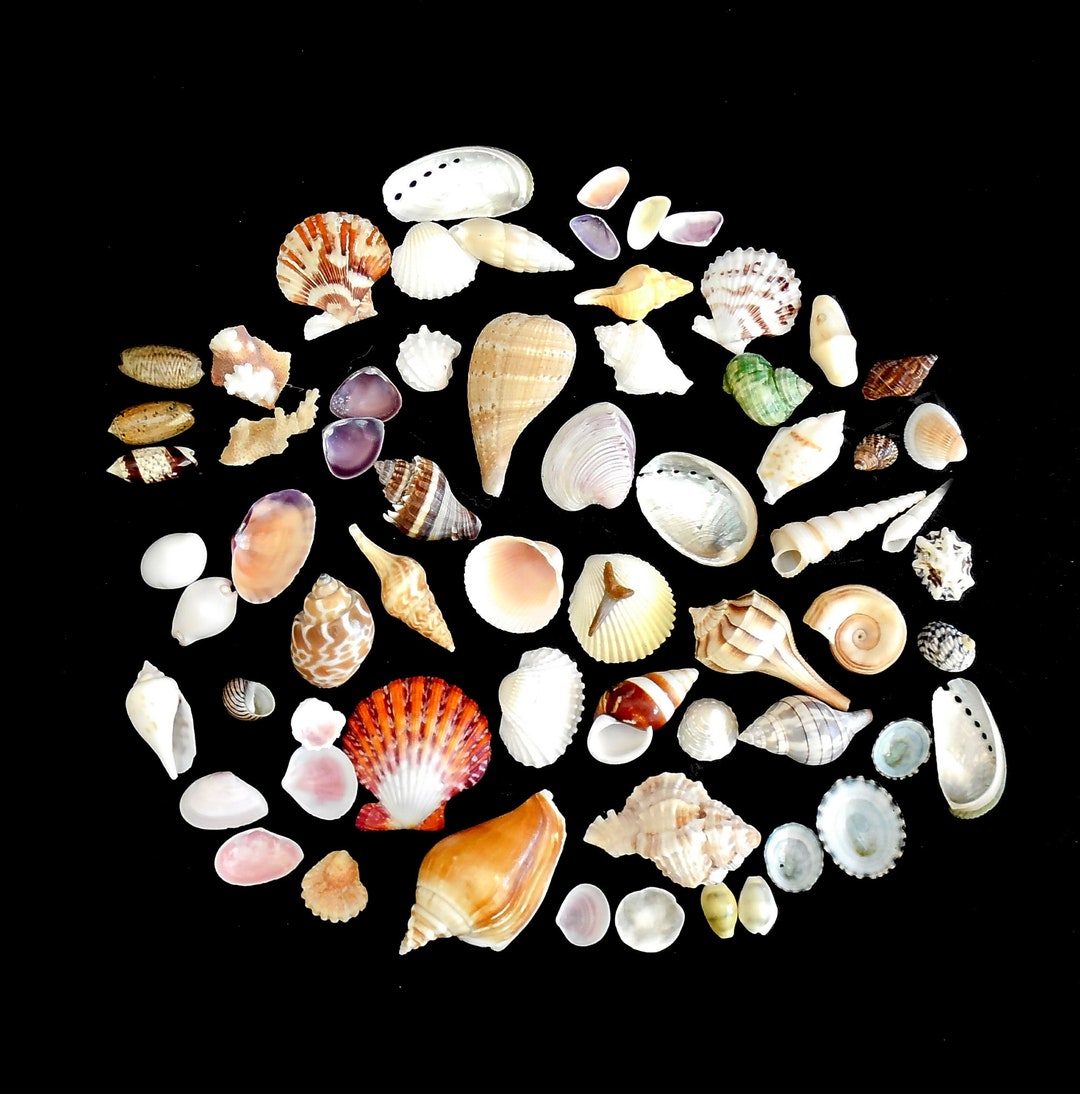Seashell Mix Variety of Shells 60+ Pcs for Sea Shell Assortment Beach ...