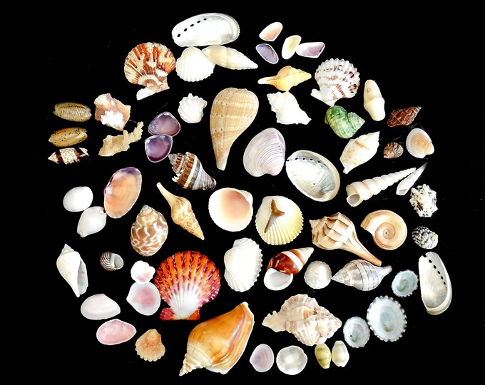 Seashell Mix Variety of Shells 60+ Pcs for Sea Shell Assortment Beach Craft Supplies & Decor ...