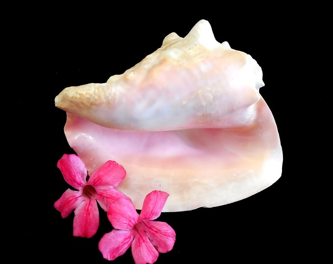 Large Conch Horn 9" Pink Queen Conch Seashell Trumpet, Sea Shell ...