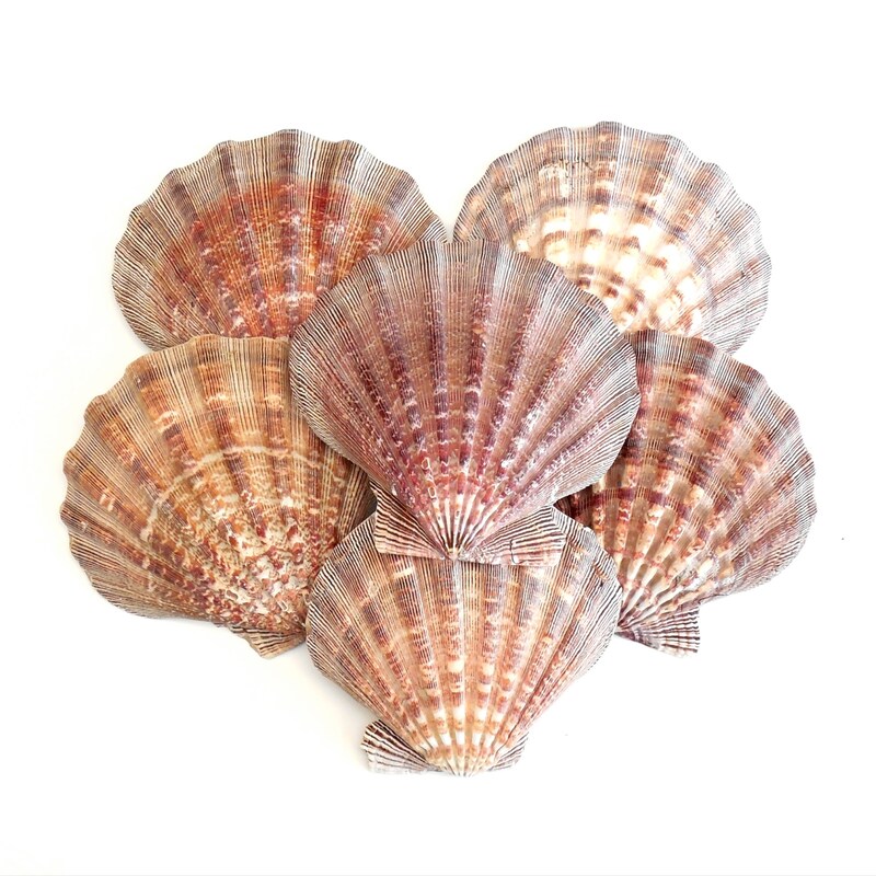 CoastalGlamour - Etsy