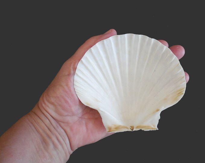 6 Large Scallop Shells 4 1/2 Inch, EXCEL. COND. - Etsy