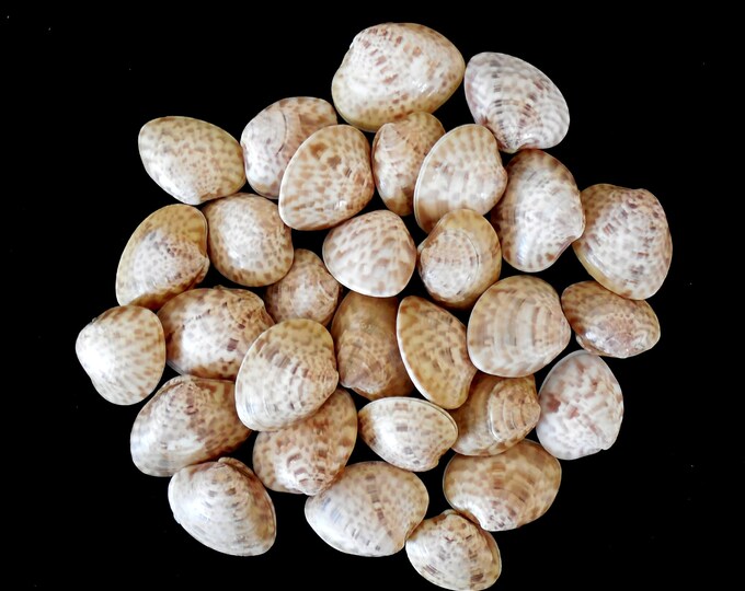 Calico Clam Shells Whole, 15 Pcs Sanibel Island Florida Beach Seashells ...