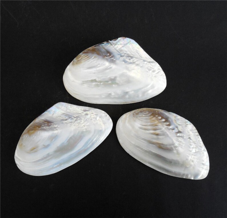 Large Whole Clam Shells 3 Pcs. 6