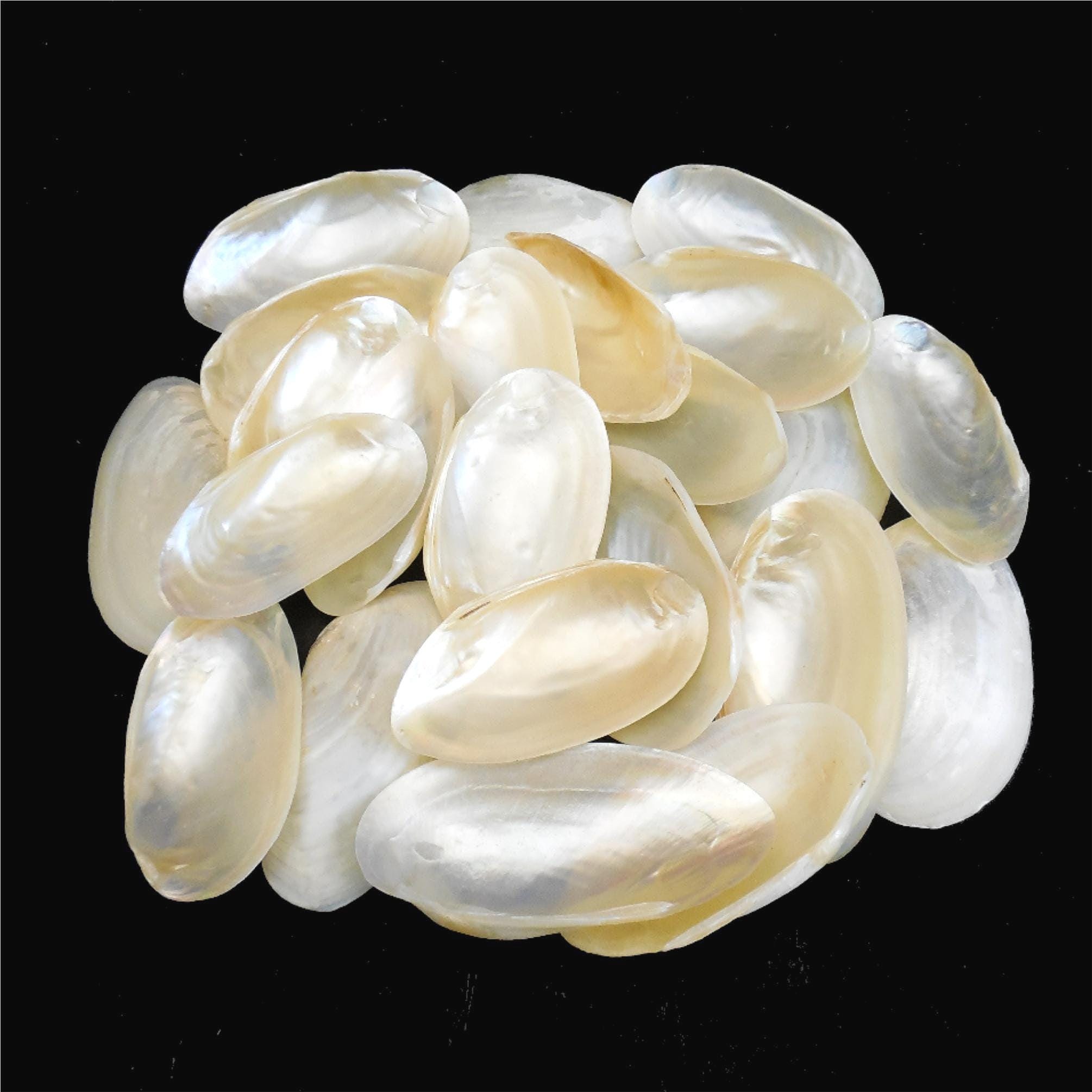 Polished Clam Shells 25 Pcs. for Seashell Craft Supplies & Coastal ...