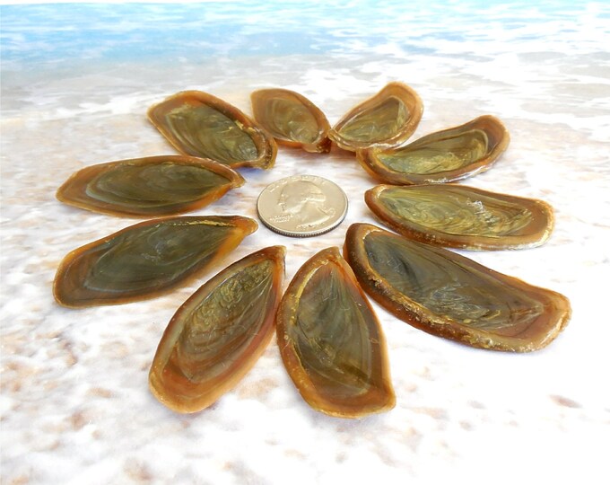 Operculum Shells 10 Pcs. 1 3/4 2 Inch, Beach Jewelry & Seashell Flower ...
