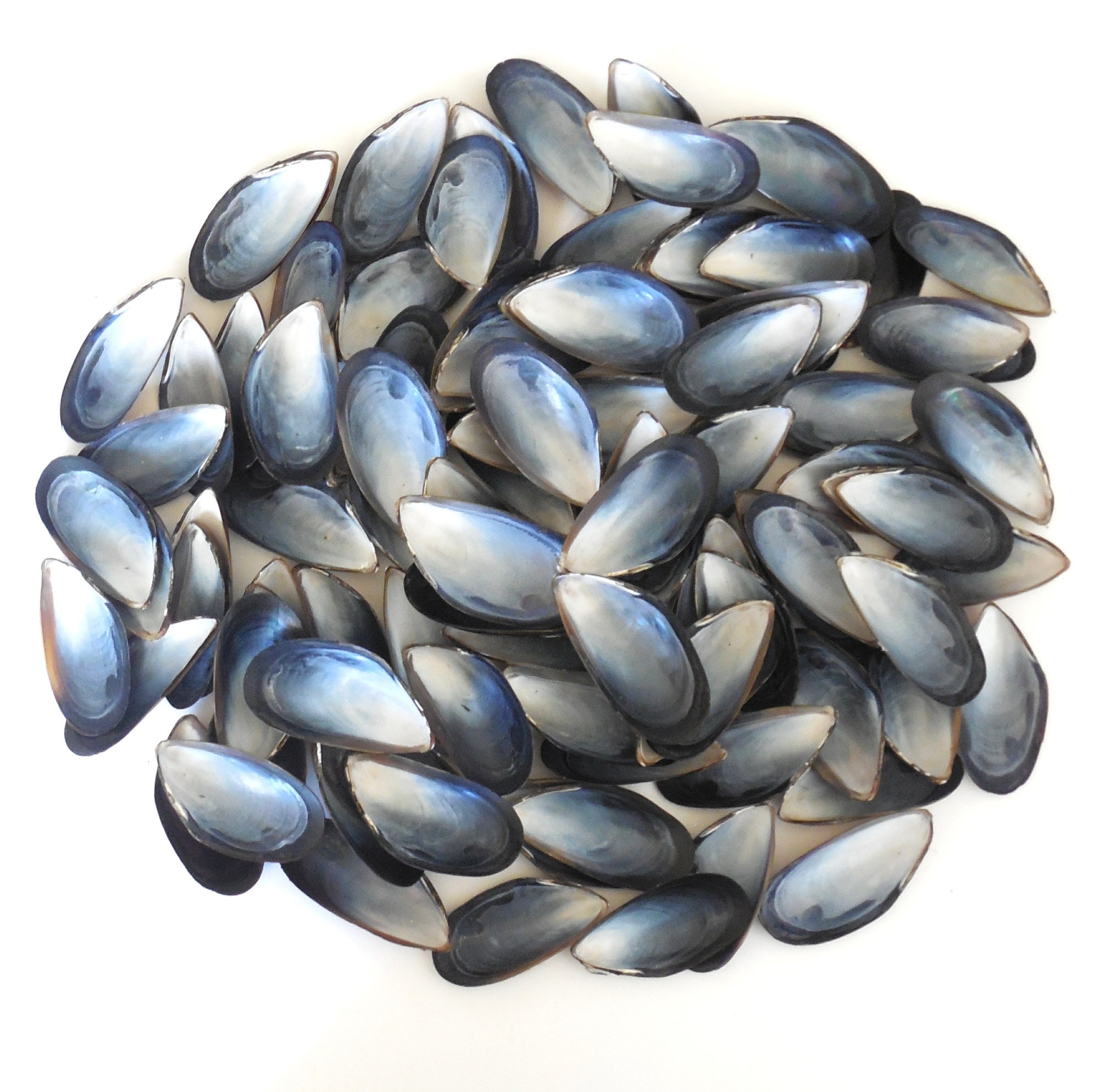Mussel Shells 50 pcs 2 1/4 2 3/4 inches Bulk Mussel Shells | Etsy