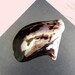 Large Brown Lip Oyster Shell Polished Seashell Beach Decor Craft ...