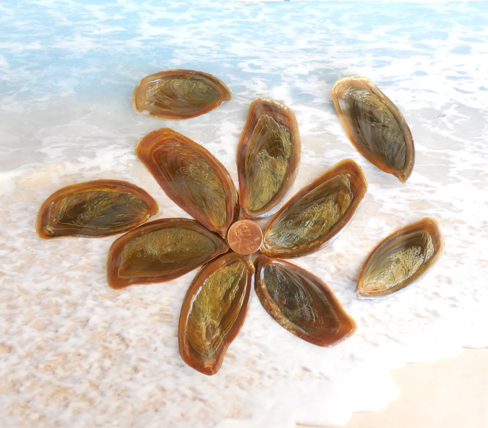 Operculum Shell 10 pcs. 2 2 3/4 in. Conch Plates Incense | Etsy