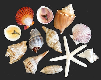 Seashell Mix Variety of Shells 60+ Pcs for Sea Shell Assortment Beach ...
