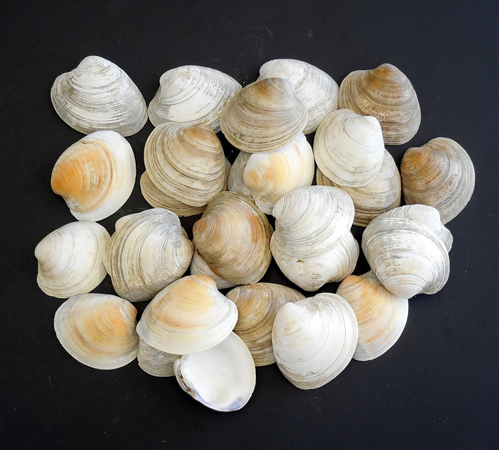 White Quahog Clam Shells 25 pcs. 2 1/2 3 inch Bulk Wampum | Etsy