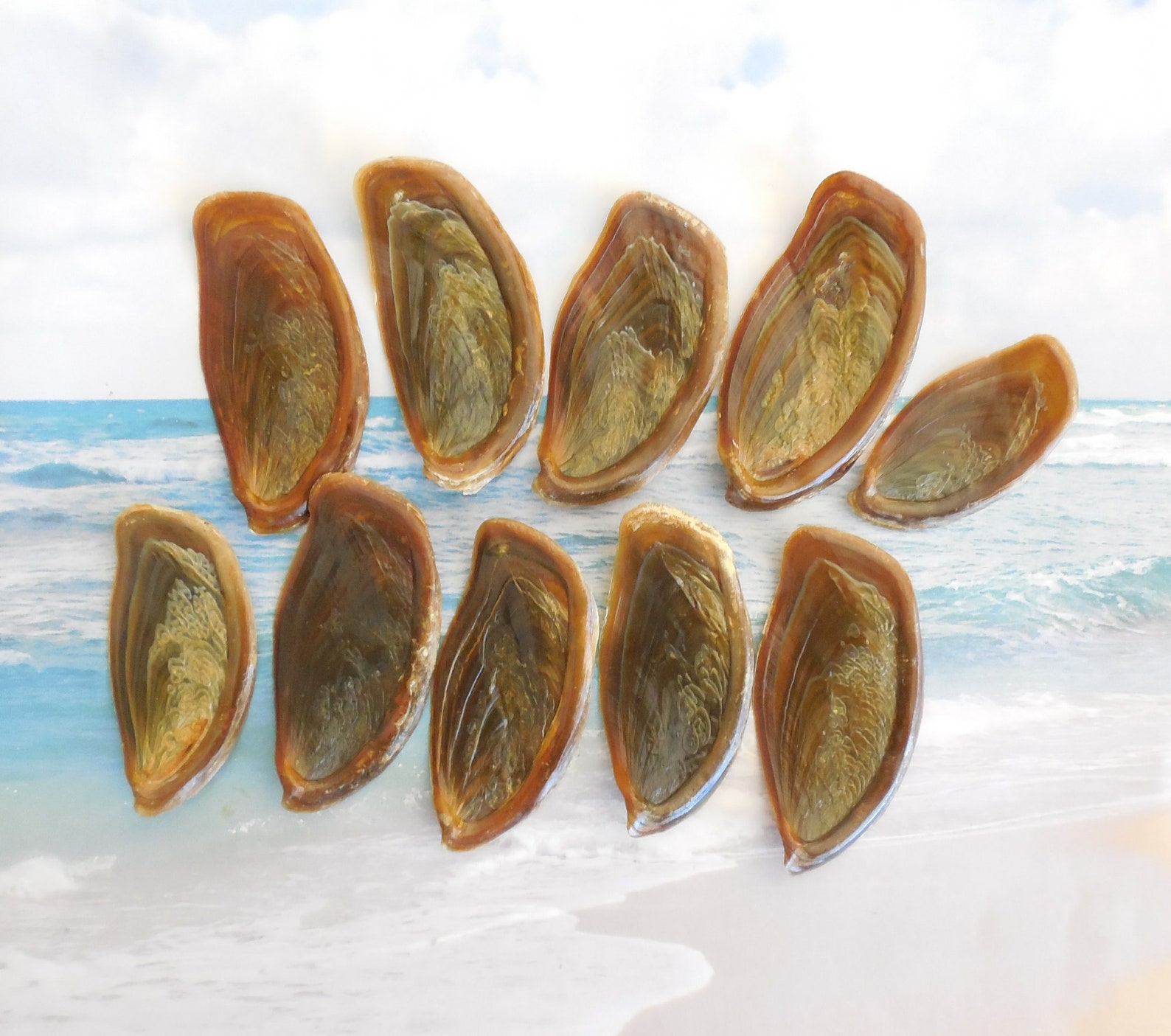 Operculum Shell 10 pcs. 2 2 3/4 in. Conch Plates Incense | Etsy