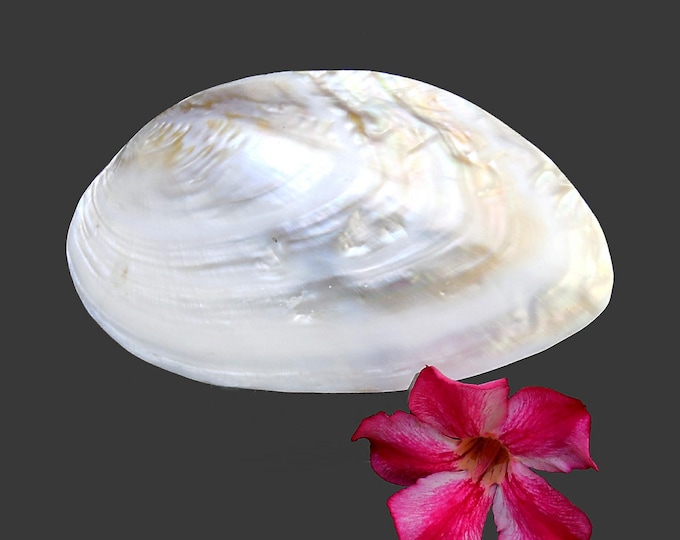 Large Polished Mother of Pearl Clam Shell 6.5 - 7-inch Cebu Seashell ...