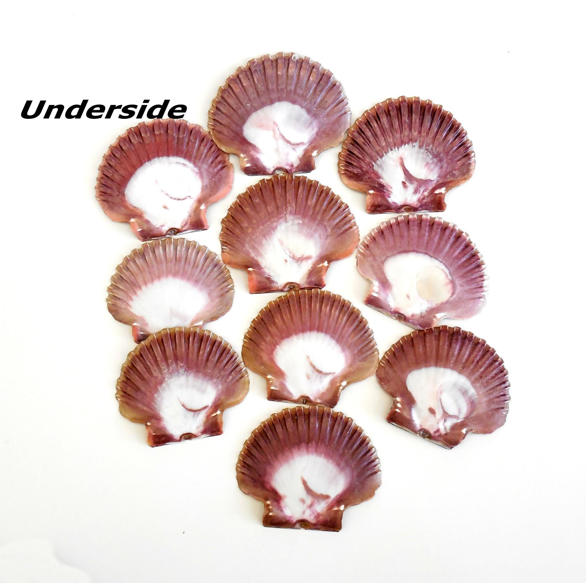Mexican Flats Seashells 10 Pcs 3 - 3 1/2" Scallop Shells W Shiny Finish ...