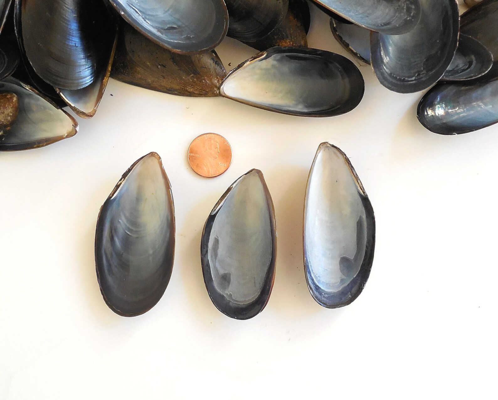 Mussel Shells 50 pcs 2 1/2 2 3/4 inches Bulk Mussel Shells | Etsy