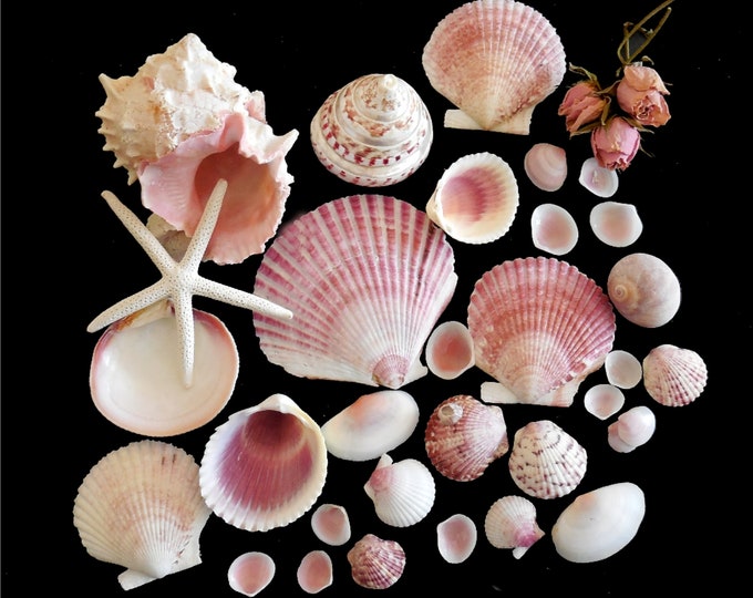 Pink Seashells (30 Pcs), Florida Sea Shell Collection, Beach Wedding ...