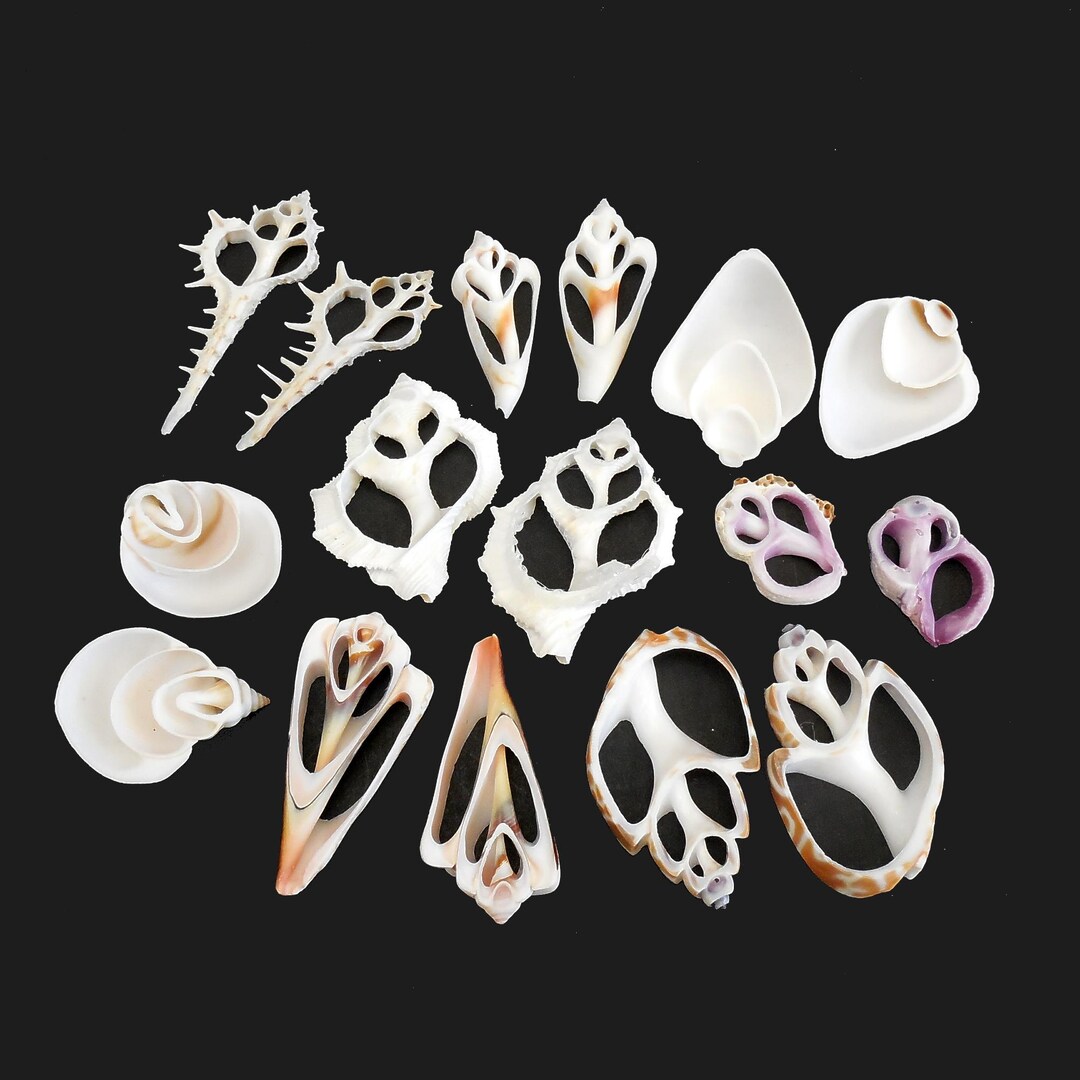 Sliced Cut Seashells 16 Pc. Assortment Mix for Beach Craft Supplies ...