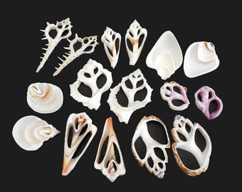 Seashell Mix Variety of Shells 60+ Pcs for Sea Shell Assortment Beach ...