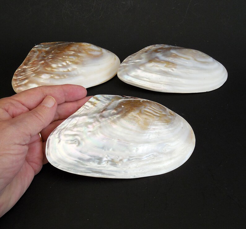 Large Whole Clam Shells 3 Pcs. 6