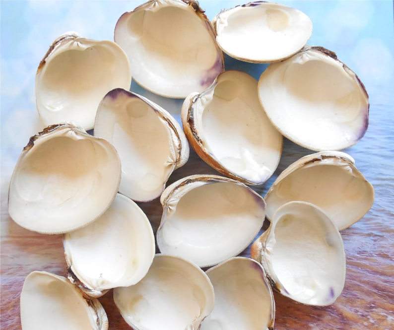 Medium Quahog Clam Shells 5 Pcs 2 1/2 2 3/4 Inches White - Etsy