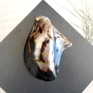 Large Brown Lip Oyster Shell Polished Seashell Beach Decor Craft ...