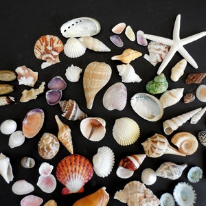 Seashell Mix Variety of Shells 60 Pcs for Sea Shell Assortment Beach ...