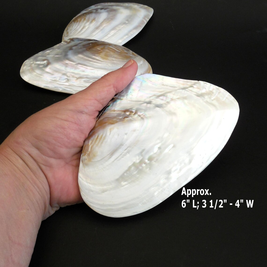 Large Whole Clam Shells 3 Pcs. 6
