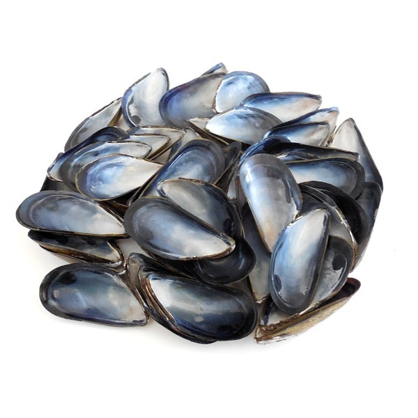 Mussel Shells - Etsy