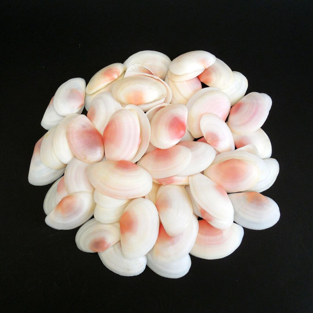 Pink Tellin Shells 25 Pcs. for Seashell Craft Supplies & Sailor ...