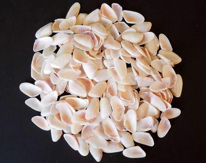 Coquina Shell Mix 200 Pcs Small Medium 1/2 1 Inch Creamy White, Pink ...