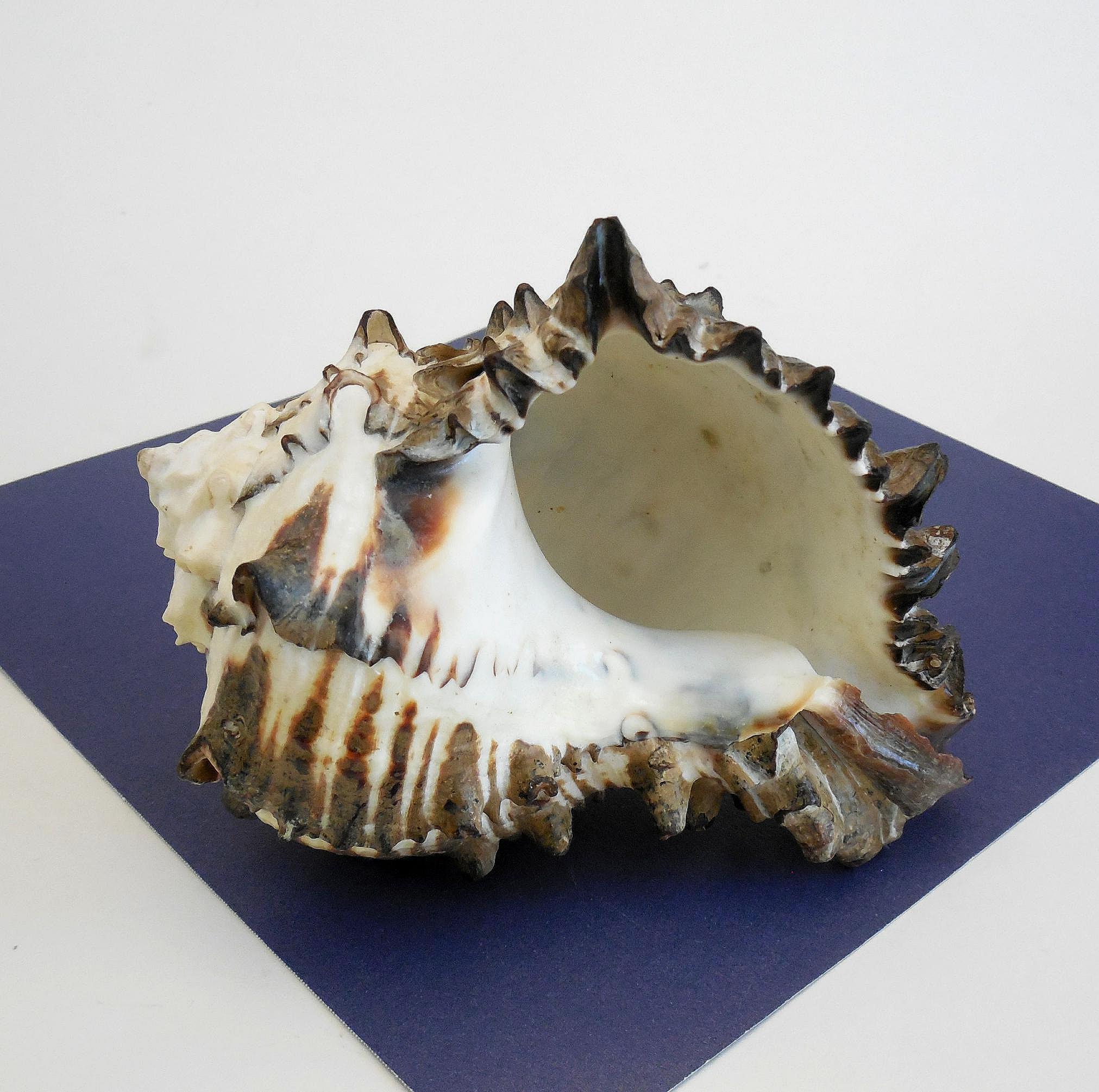 Large Radish Murex Conch Shell With Spikes 5 1/4"l Dark Brown Seashell ...