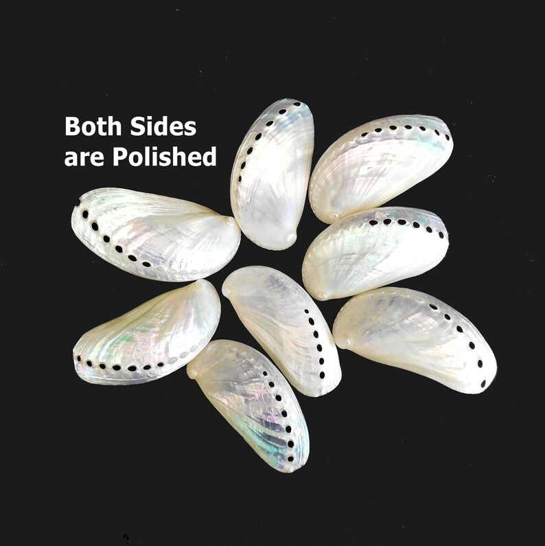 White Pearl Abalone Shells 8 PCS. 3 - 3 1/4"; Donkey Mule Ear Polished ...