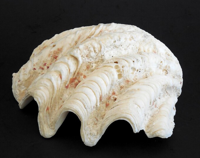 Large Clam Shell Bear Claw Hippopus 7" Coastal Aquarium Decor - Etsy